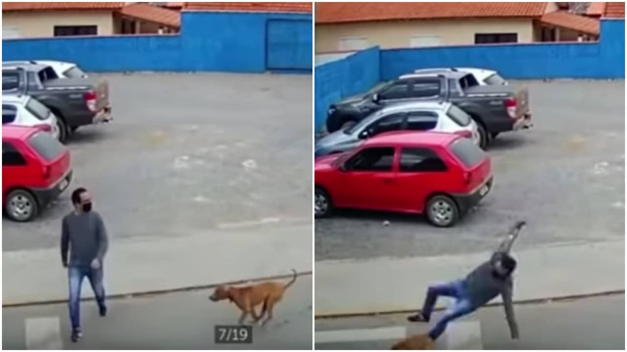 #Viral Perro atropella a toda velocidad a un peatón y causa furor en ...